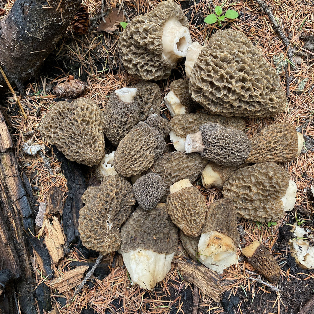 Modern Forager